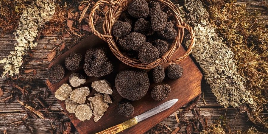 Truffle hunting in the forests of Lefkada's mountains